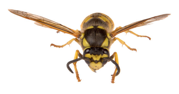 Welke wespen steken?